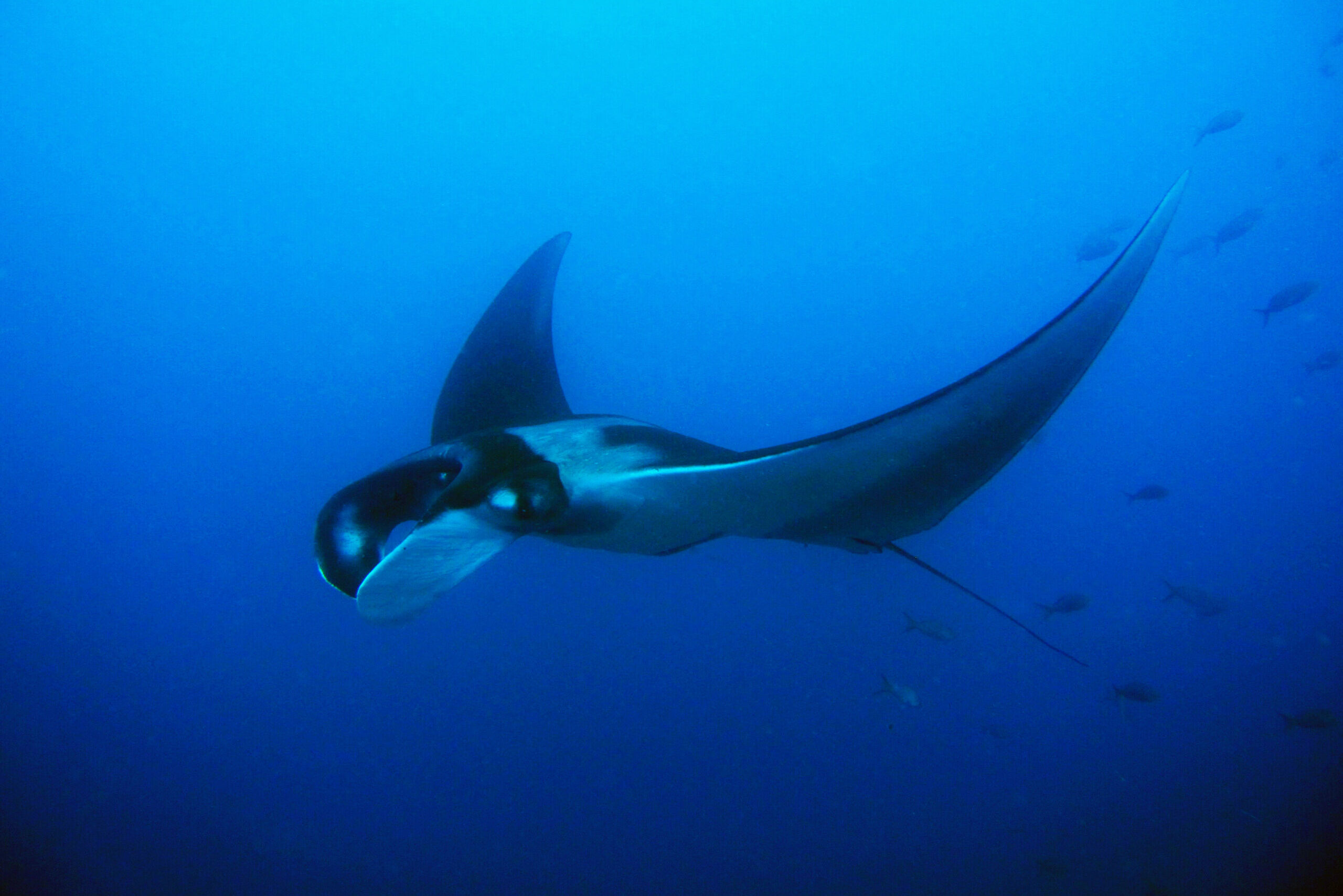 Protecting Manta Rays through Regenerative Tourism – Galapagos, Ecuador ...